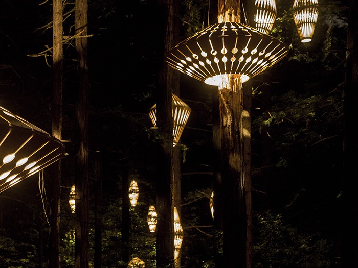 Redwoods Treewalk, New Zealand – darc magazine